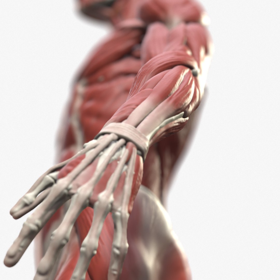 Anatomical reference 3D - TurboSquid 1298125
