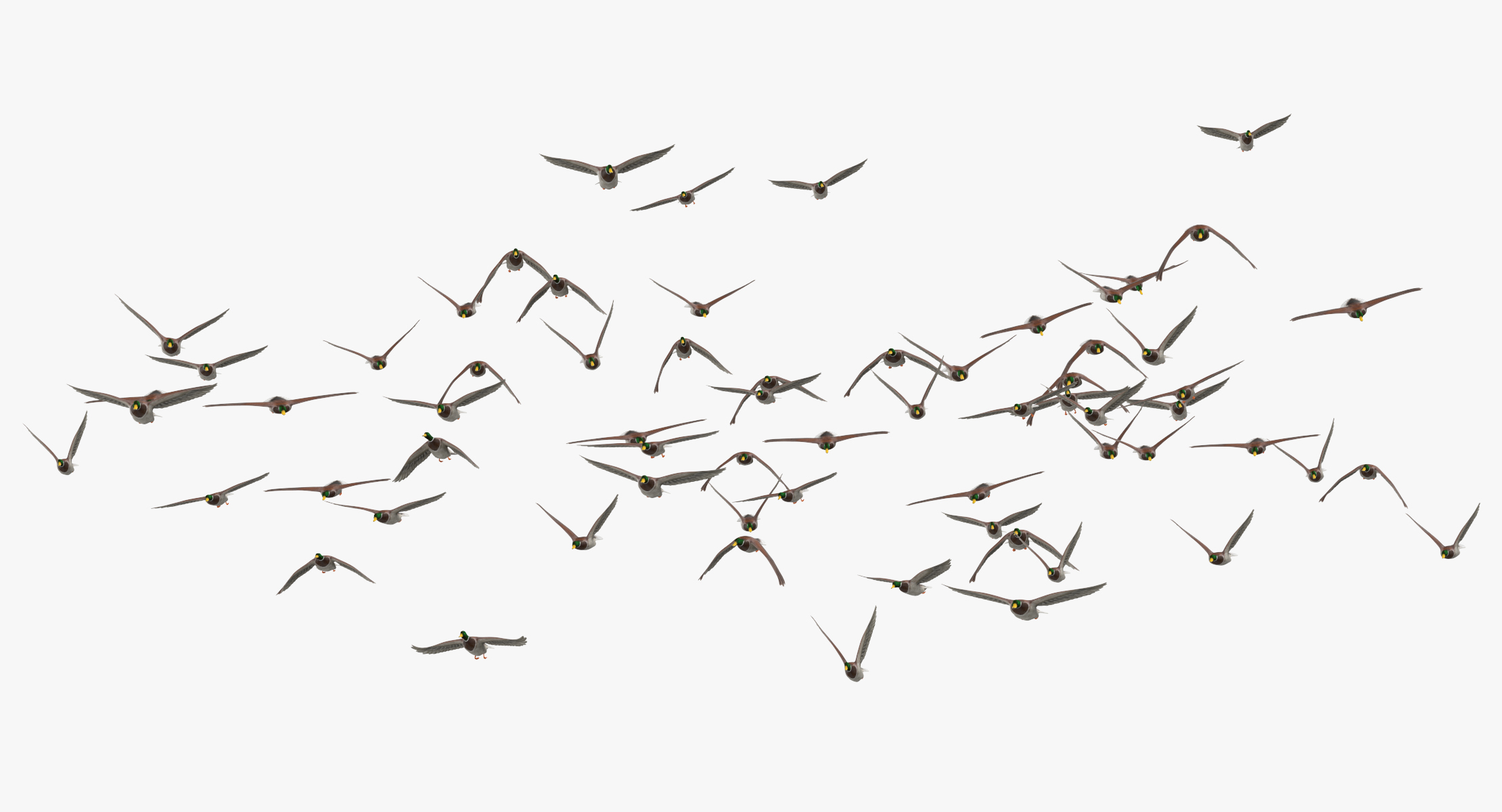 modelo 3d Flock Ducks grandes volando 03 - TurboSquid 1311978