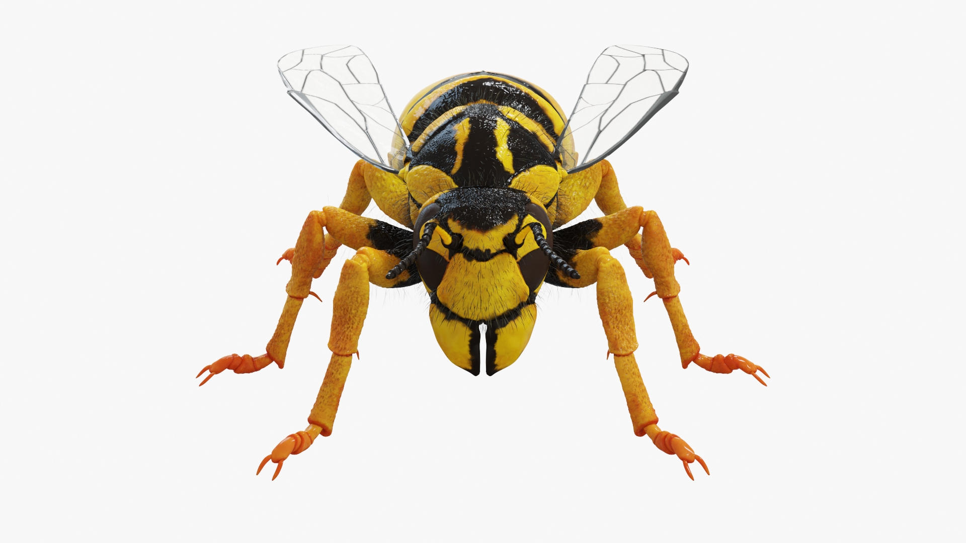 Vespula Squamosa Static 3D - TurboSquid 2071582