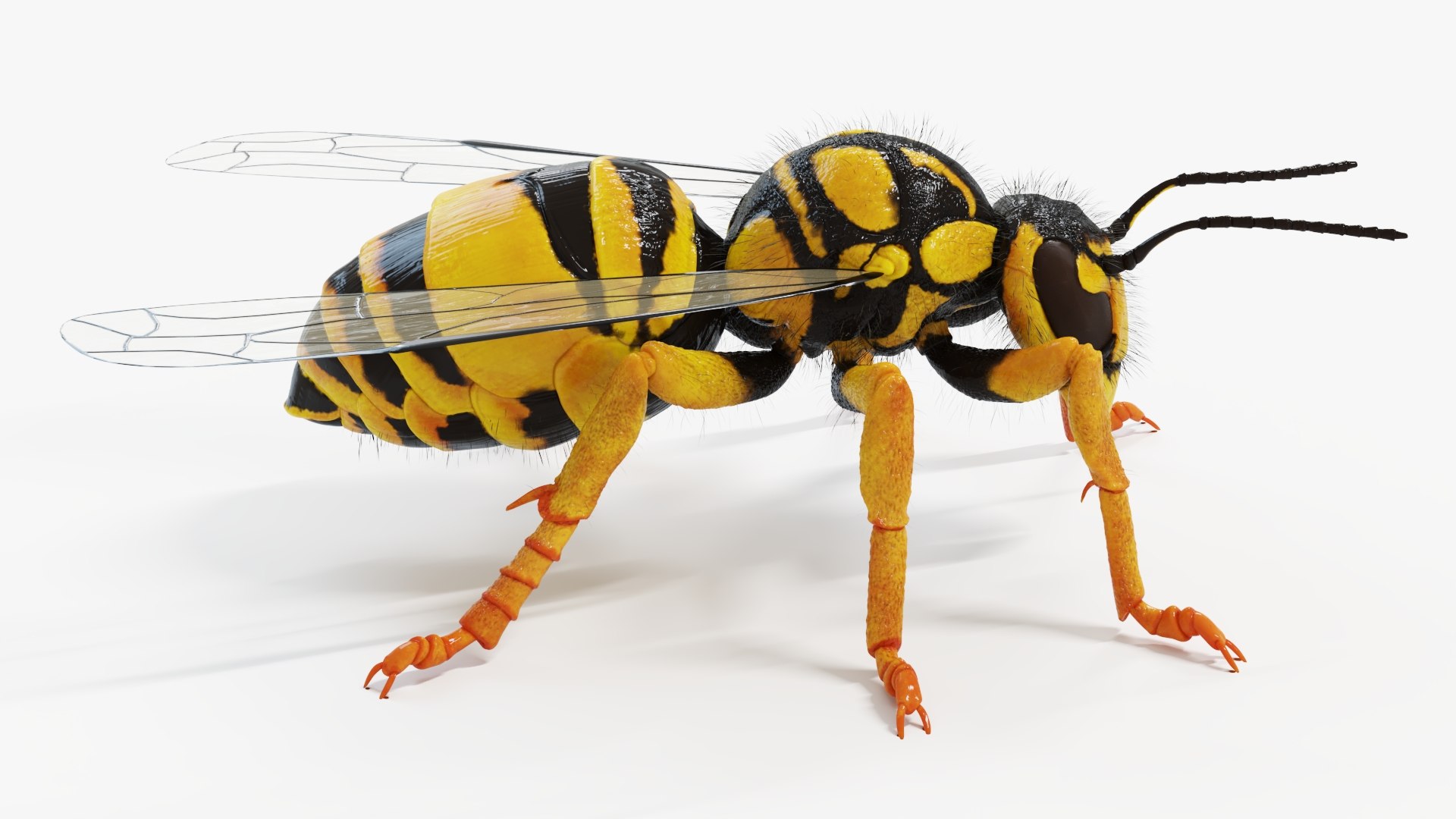 Vespula Squamosa Static 3D - TurboSquid 2071582