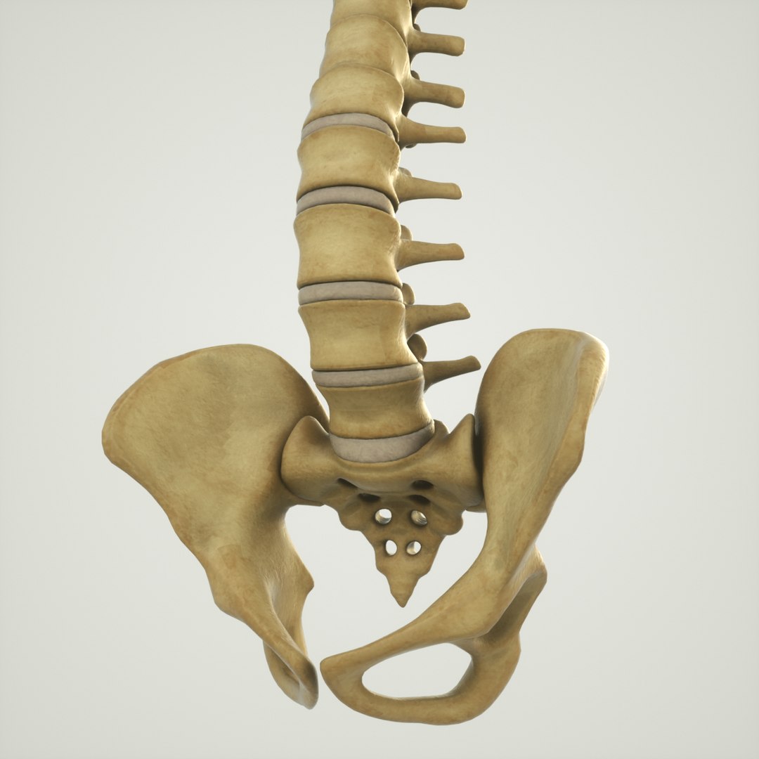3D Human Spine Pelvis Sacrum Model - TurboSquid 1381175