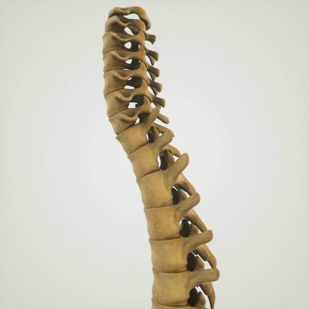 3D Human Spine Pelvis Sacrum Model - TurboSquid 1381175