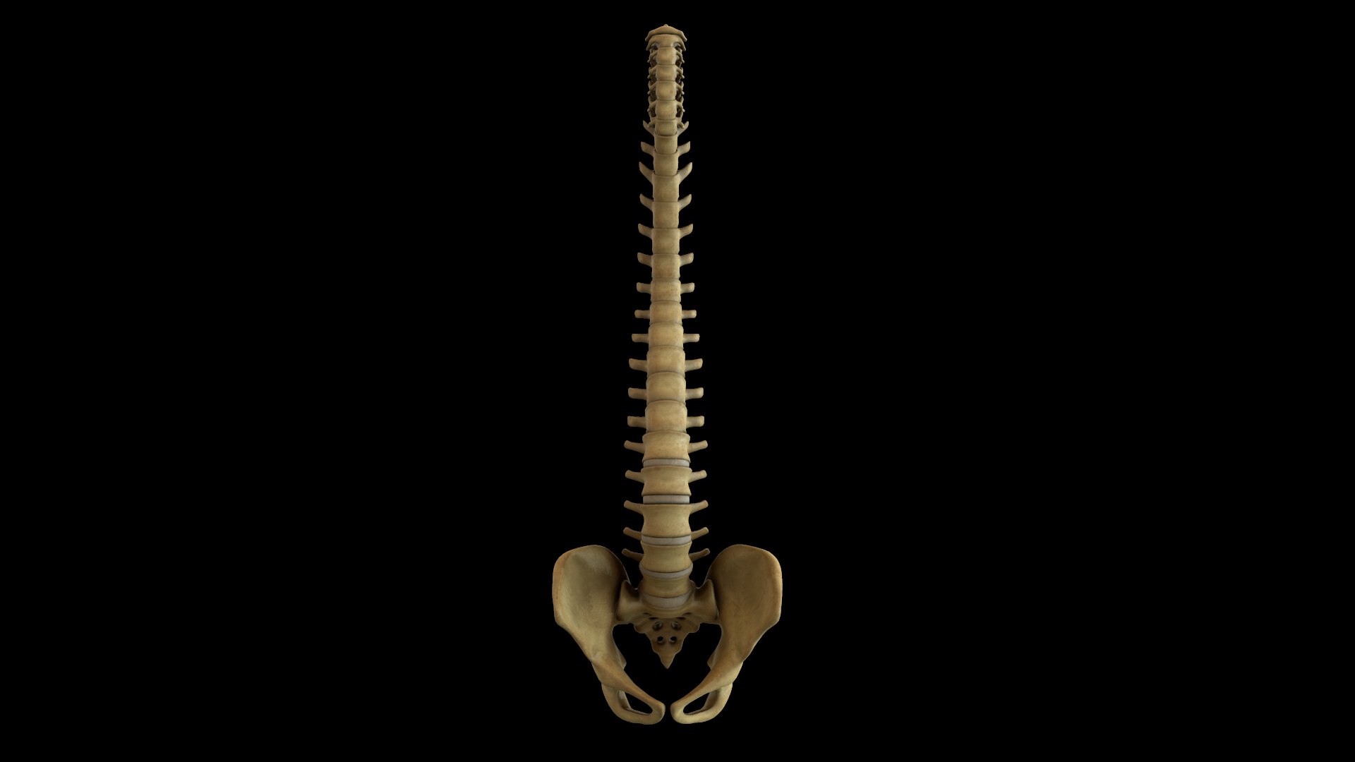 3D Human Spine Pelvis Sacrum Model - TurboSquid 1381175