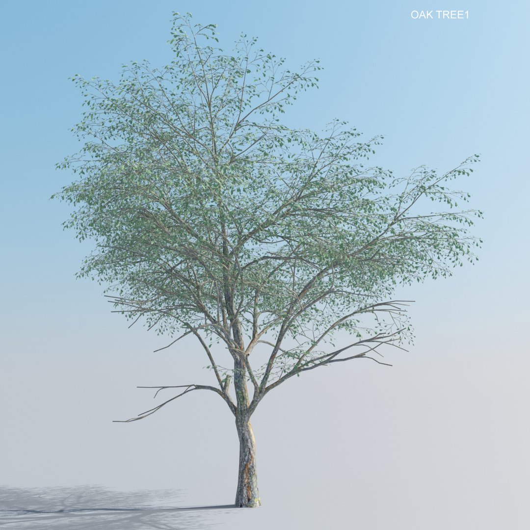 Realistic oak woods trees 3D model - TurboSquid 1360855