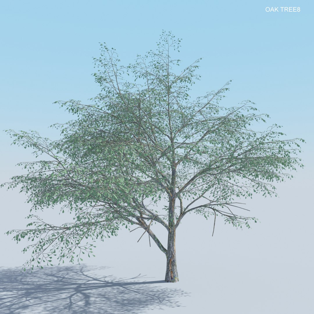 Realistic oak woods trees 3D model - TurboSquid 1360855