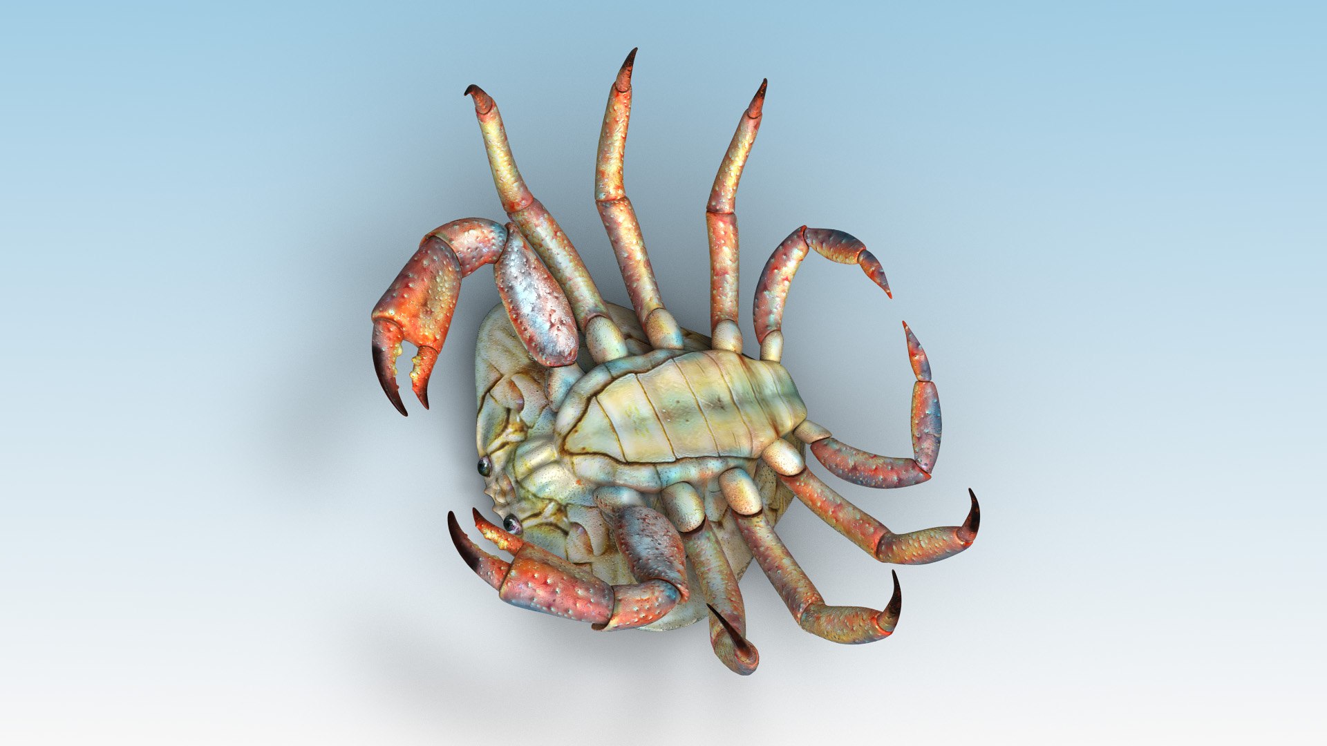 Crab Animal Crustacean 3D Model - TurboSquid 1580023