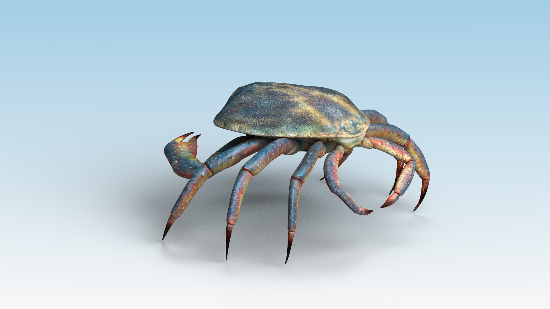 Crab Animal Crustacean 3D Model - TurboSquid 1580023