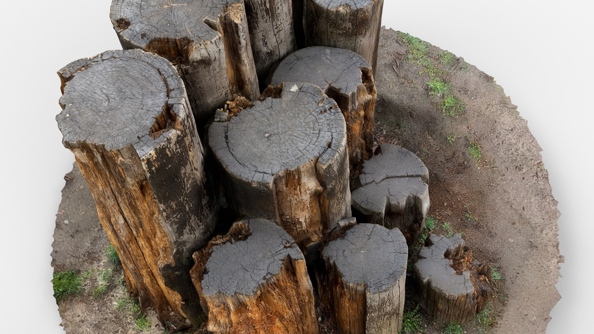 3D Tree Stump Cluster Logs - Photogrammetry 3D Scan - TurboSquid 2387477