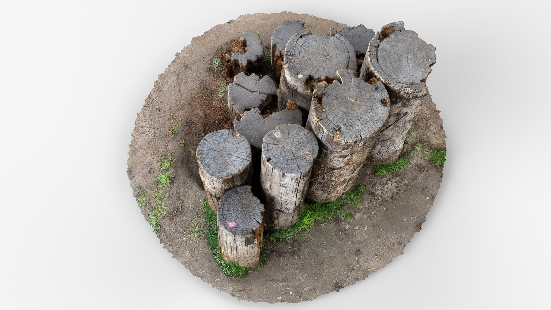 3D Tree Stump Cluster Logs - Photogrammetry 3D Scan - TurboSquid 2387477