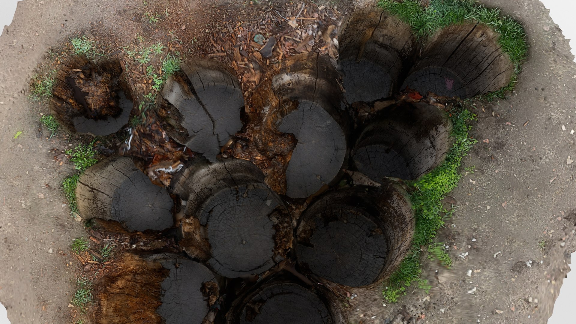 3D Tree Stump Cluster Logs - Photogrammetry 3D Scan - TurboSquid 2387477