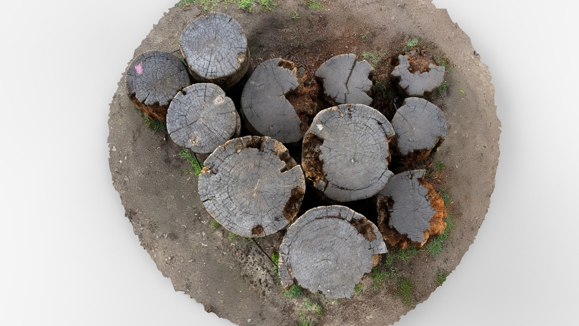 3D Tree Stump Cluster Logs - Photogrammetry 3D Scan - TurboSquid 2387477