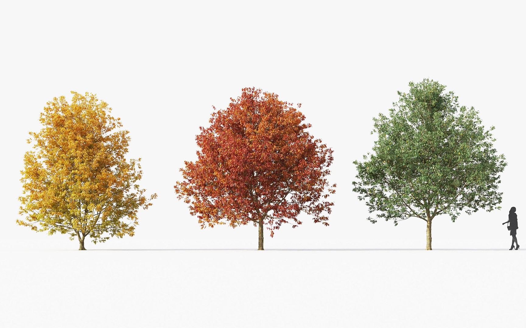 3D model american european tree includes - TurboSquid 1650123