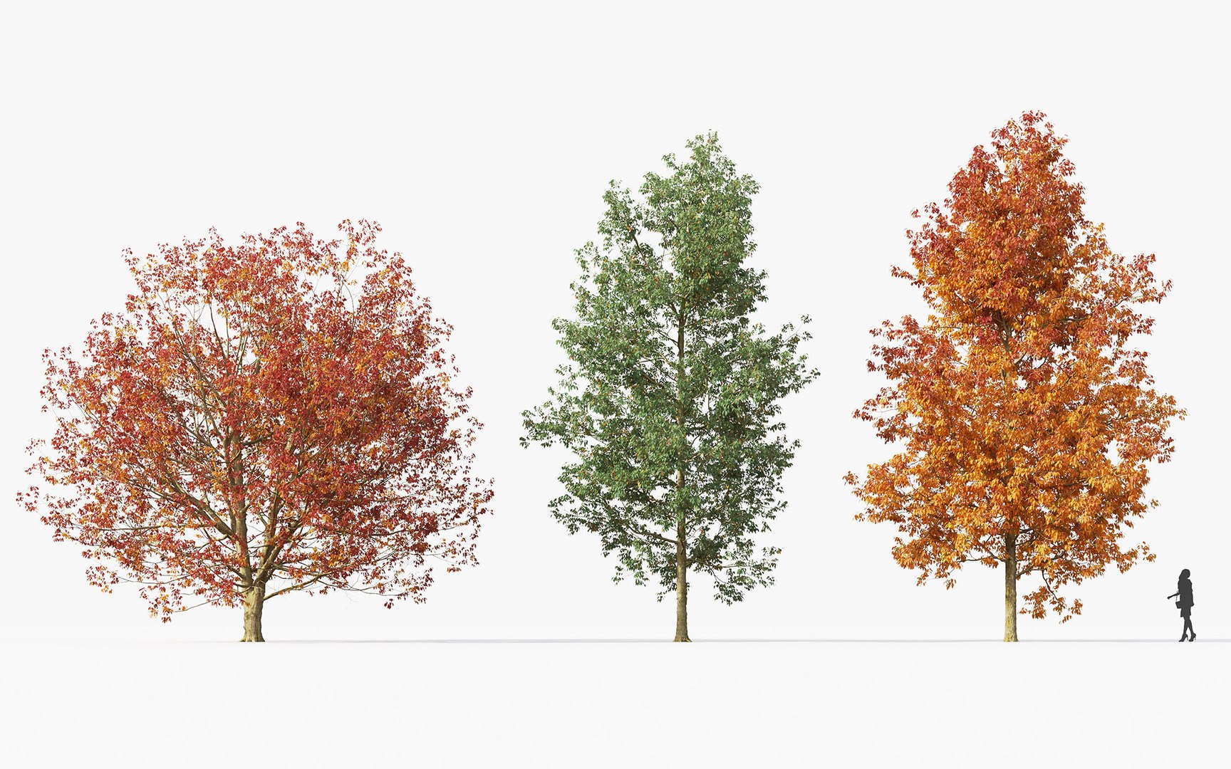 3D model american european tree includes - TurboSquid 1650123