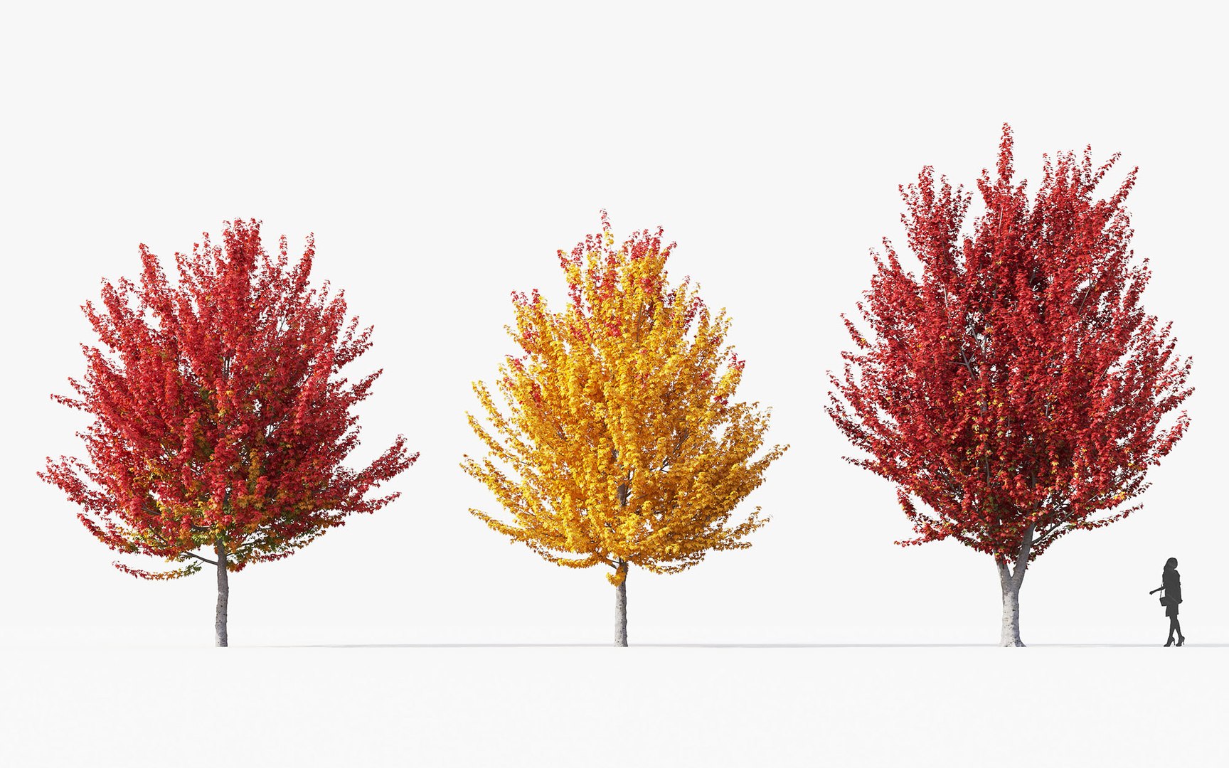 3D model american european tree includes - TurboSquid 1650123