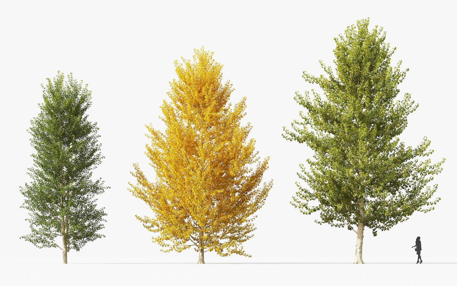 3D model american european tree includes - TurboSquid 1650123