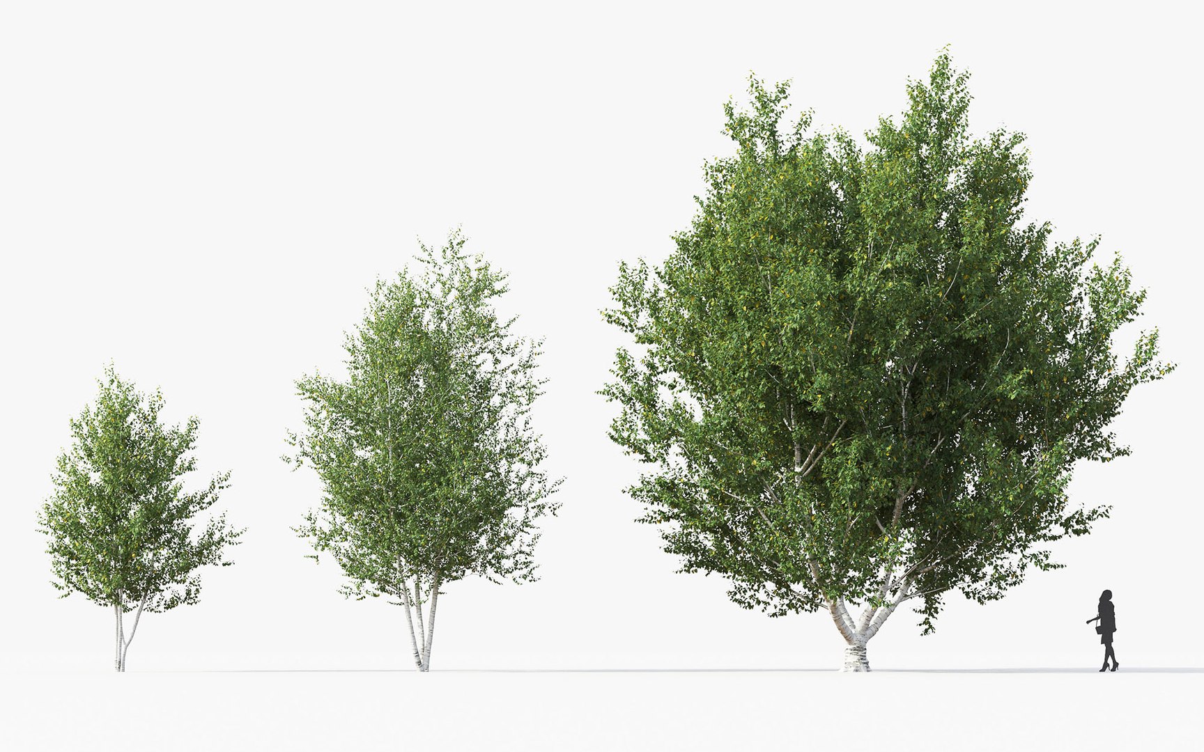 3D model american european tree includes - TurboSquid 1650123