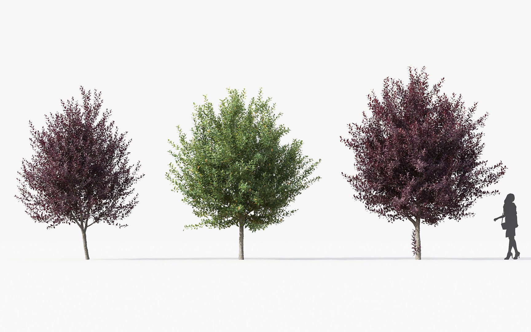 3D model american european tree includes - TurboSquid 1650123