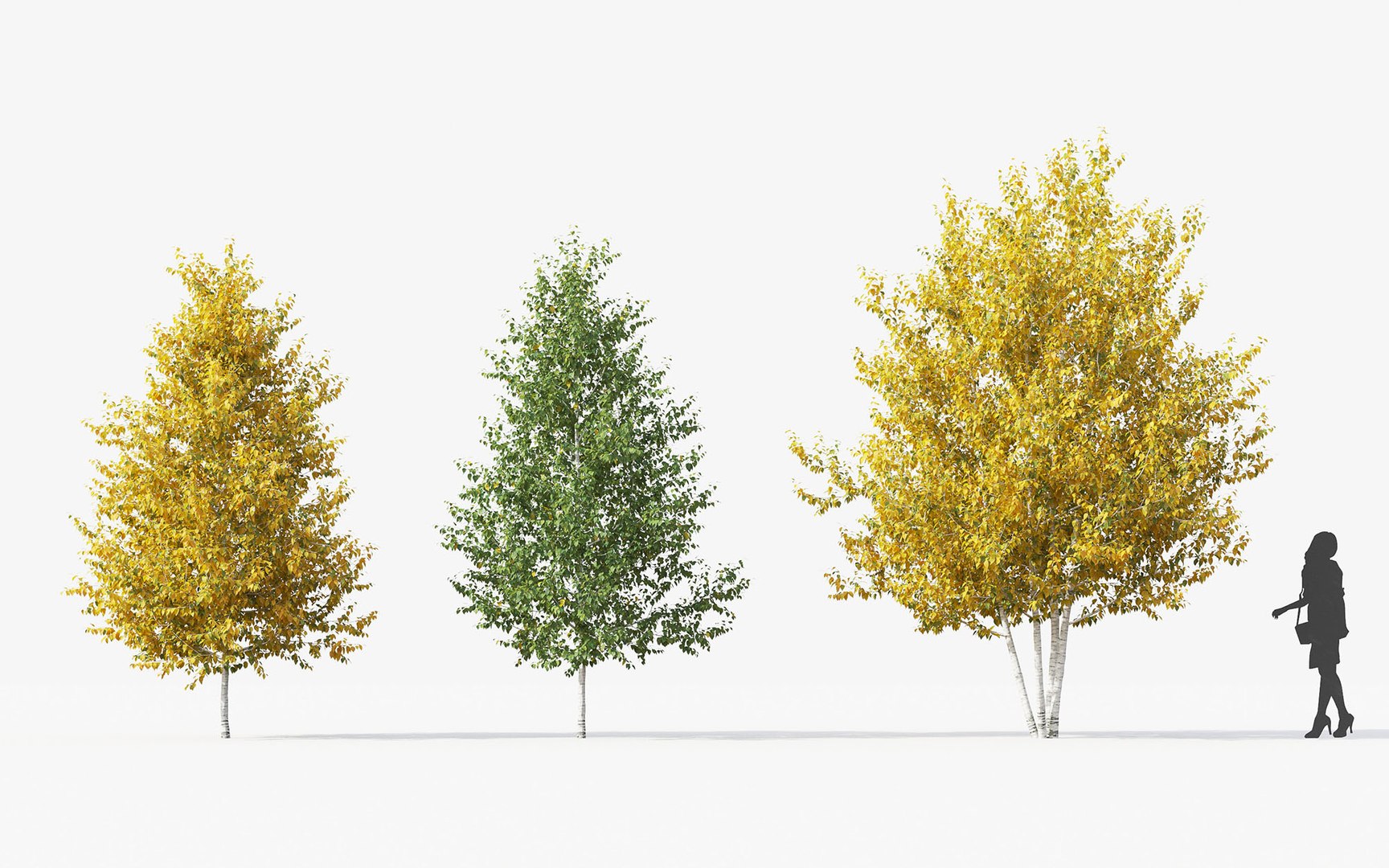 3D model american european tree includes - TurboSquid 1650123