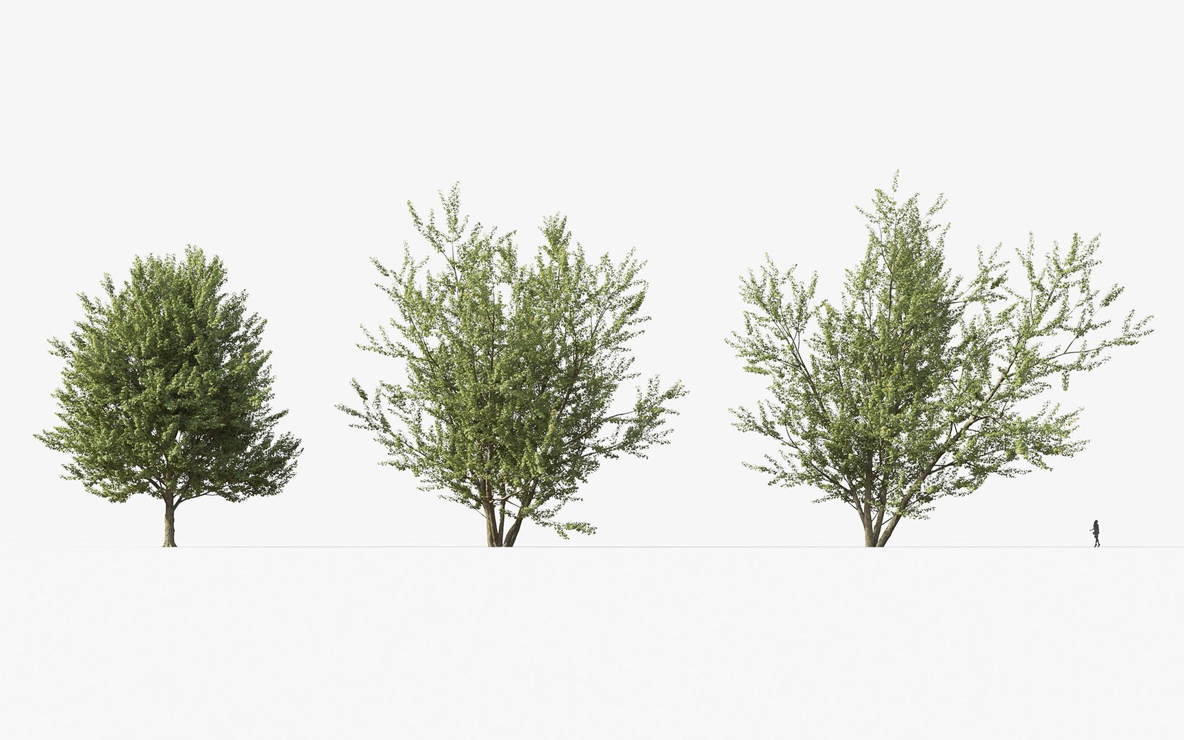 3D model american european tree includes - TurboSquid 1650123