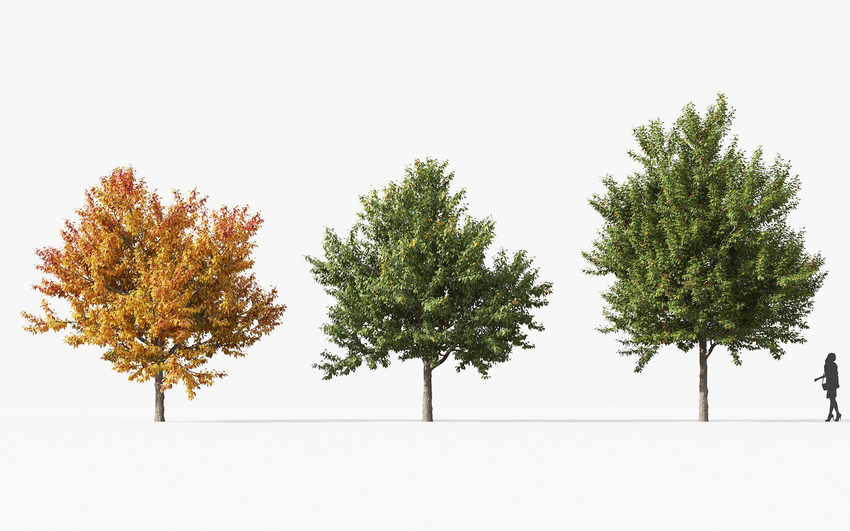3D model american european tree includes - TurboSquid 1650123