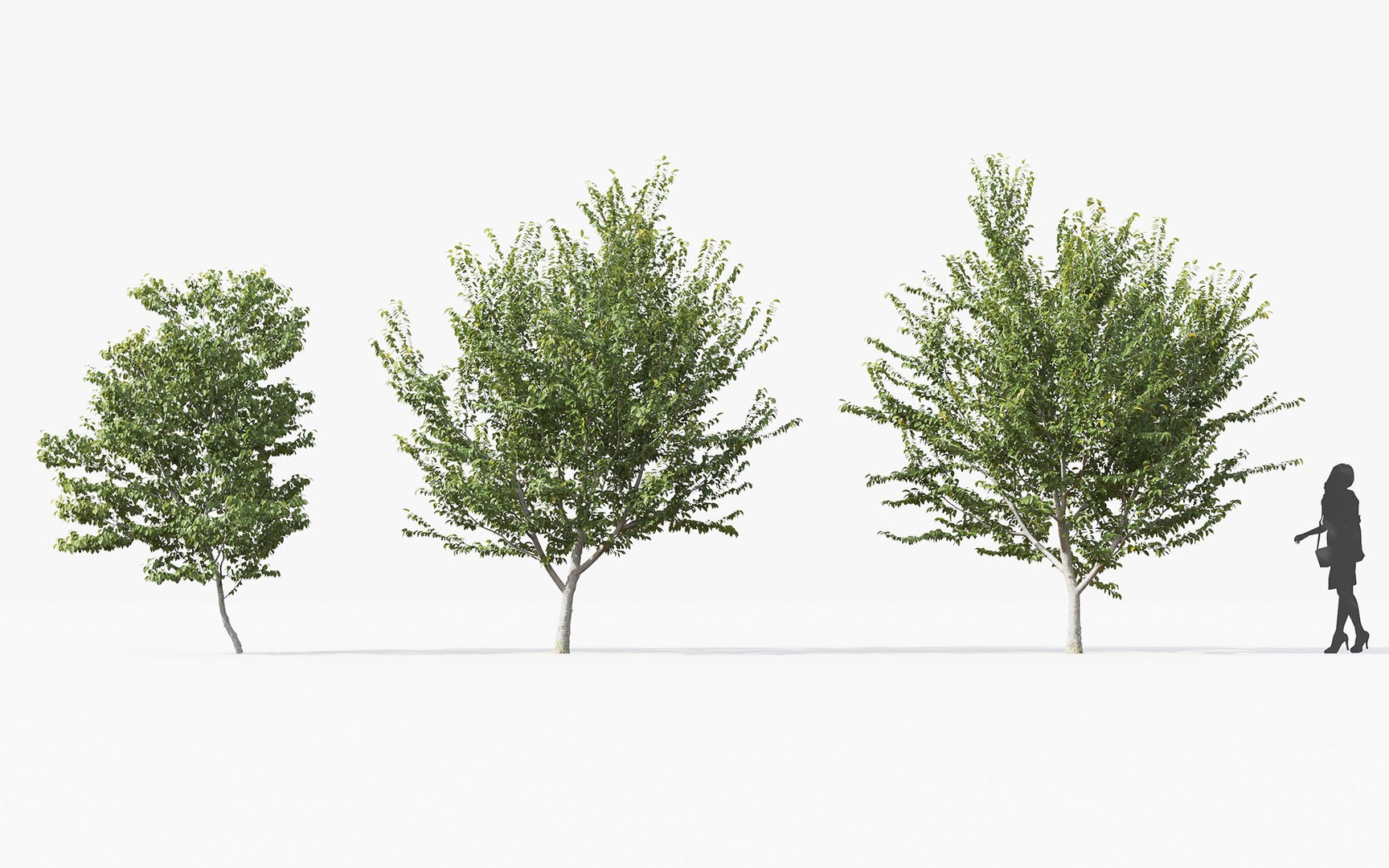 3D model american european tree includes - TurboSquid 1650123