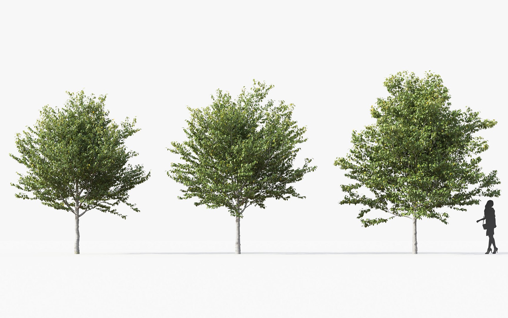3D model american european tree includes - TurboSquid 1650123