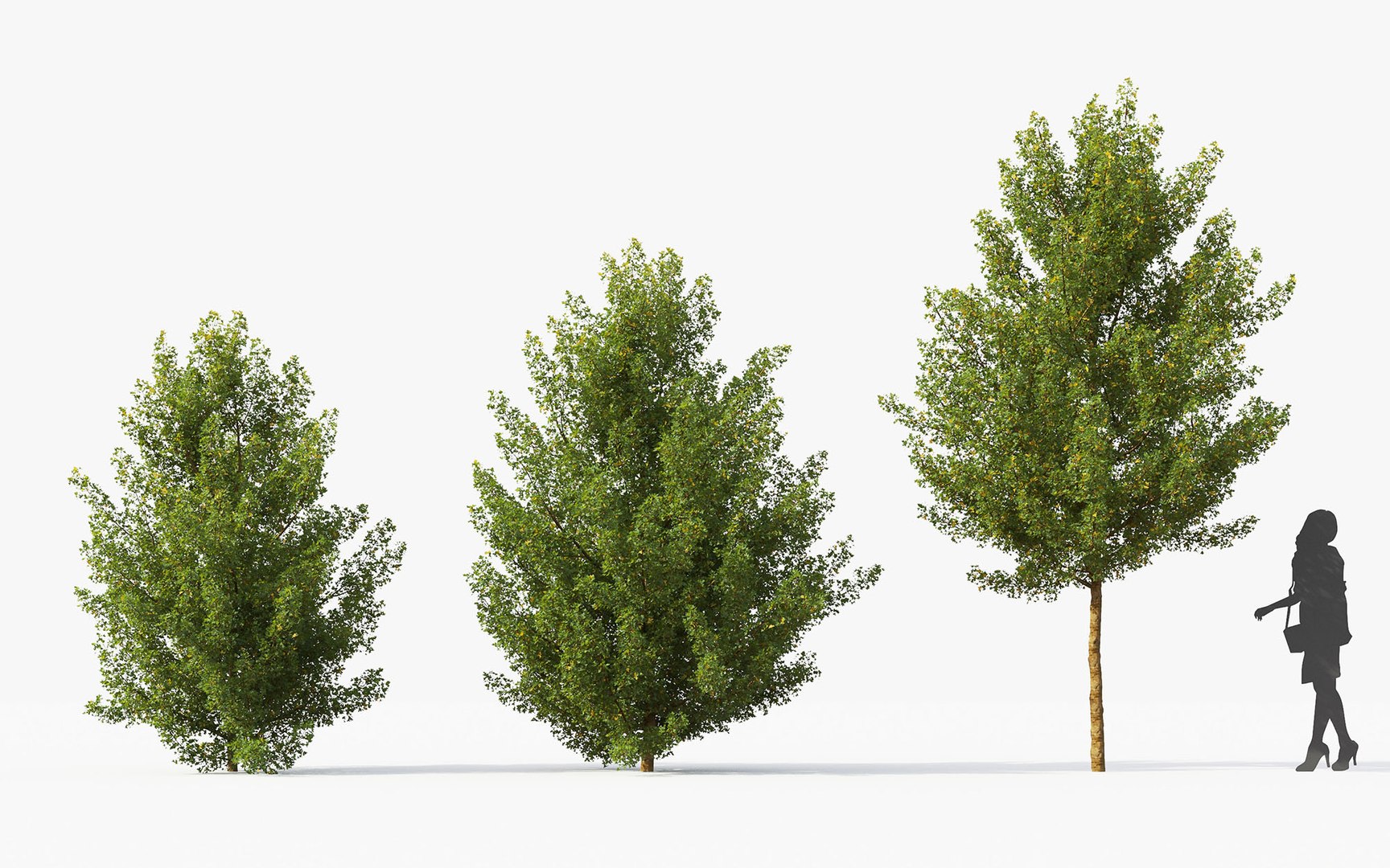 3D model american european tree includes - TurboSquid 1650123