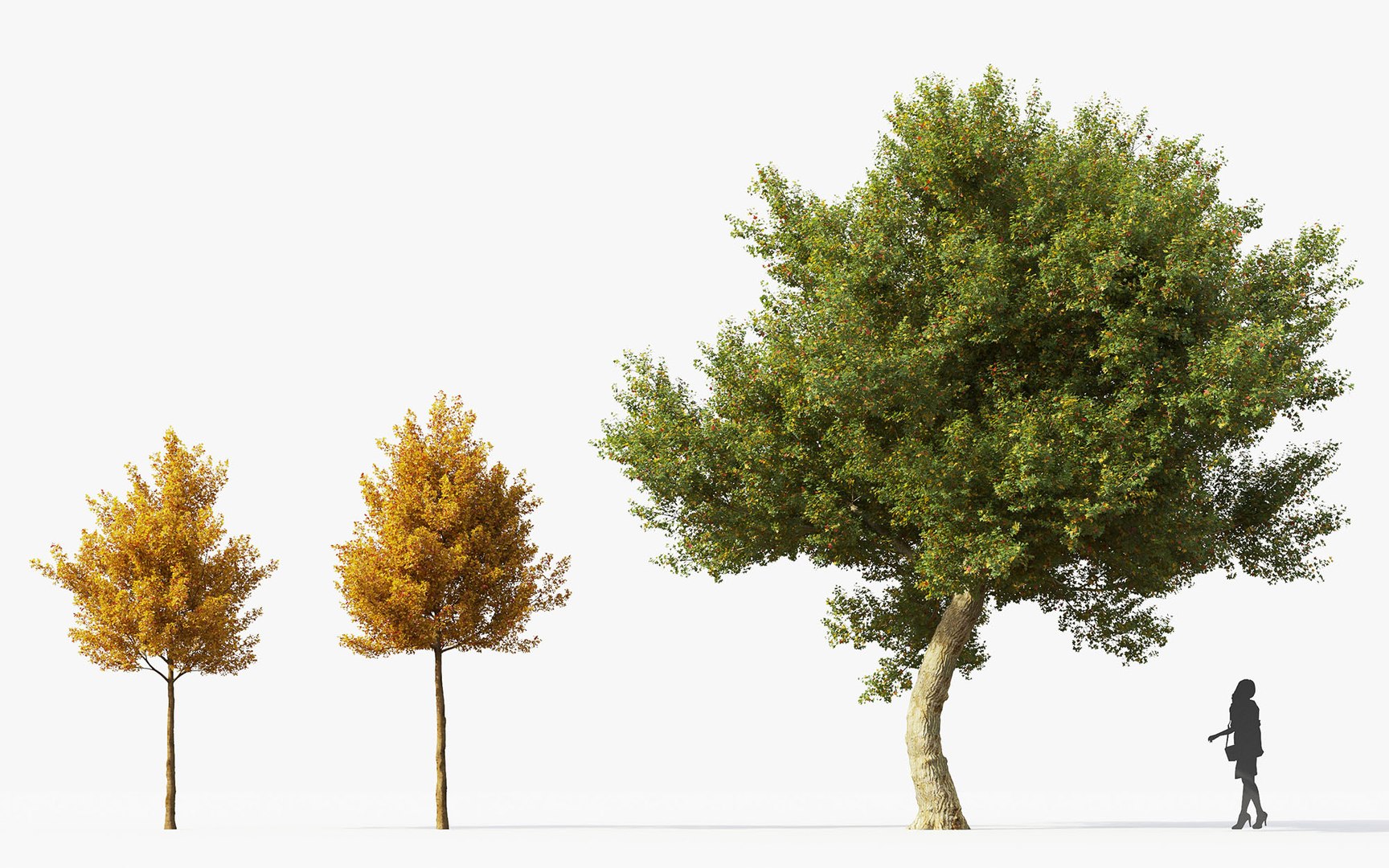 3D model american european tree includes - TurboSquid 1650123