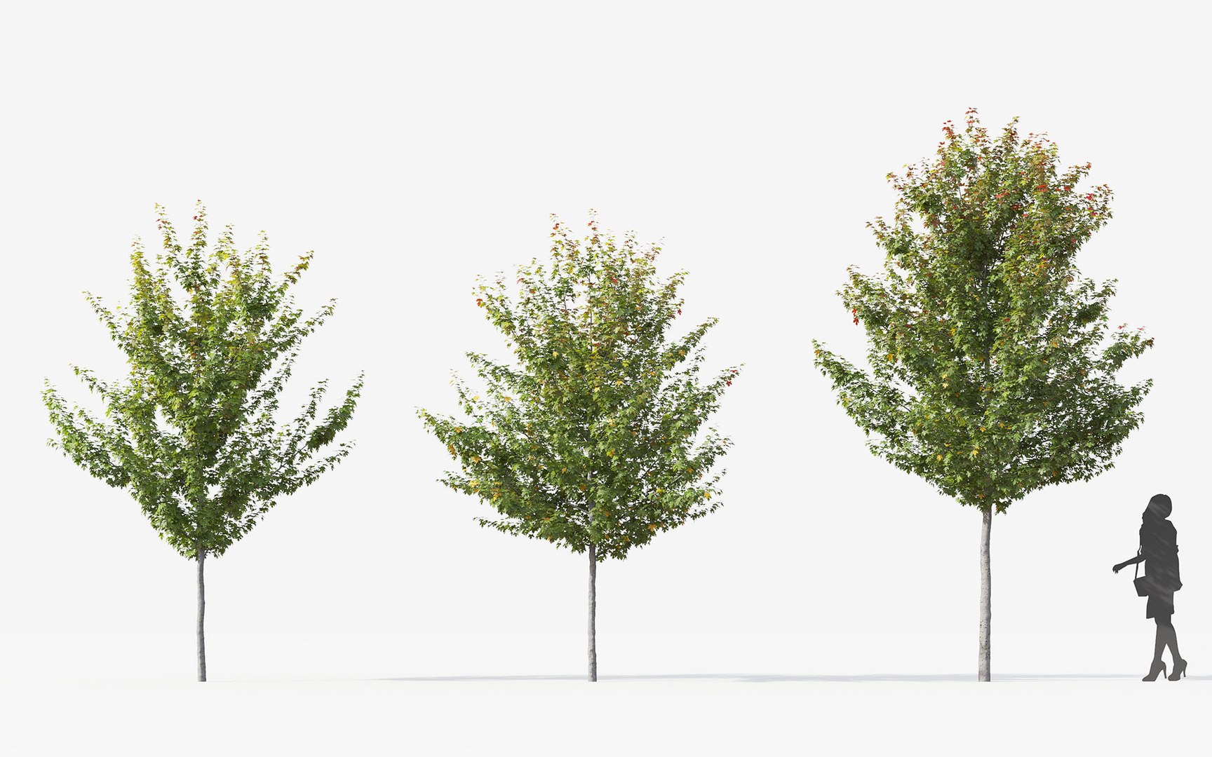 3D model american european tree includes - TurboSquid 1650123