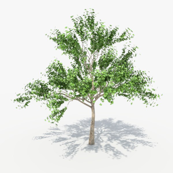 3d model tree