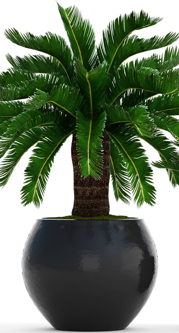 3D cycas palm tree - TurboSquid 1185553