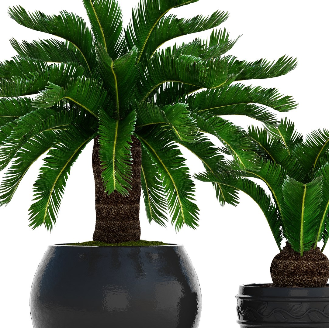 3D cycas palm tree - TurboSquid 1185553