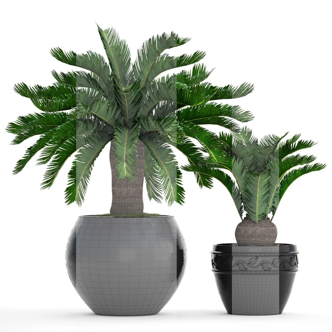 3D cycas palm tree - TurboSquid 1185553