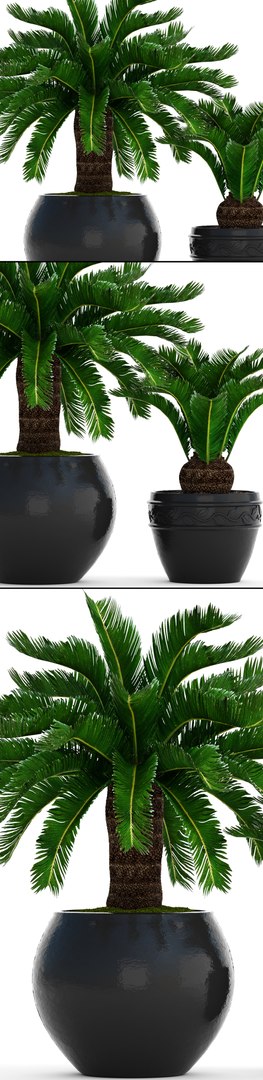 3D cycas palm tree - TurboSquid 1185553