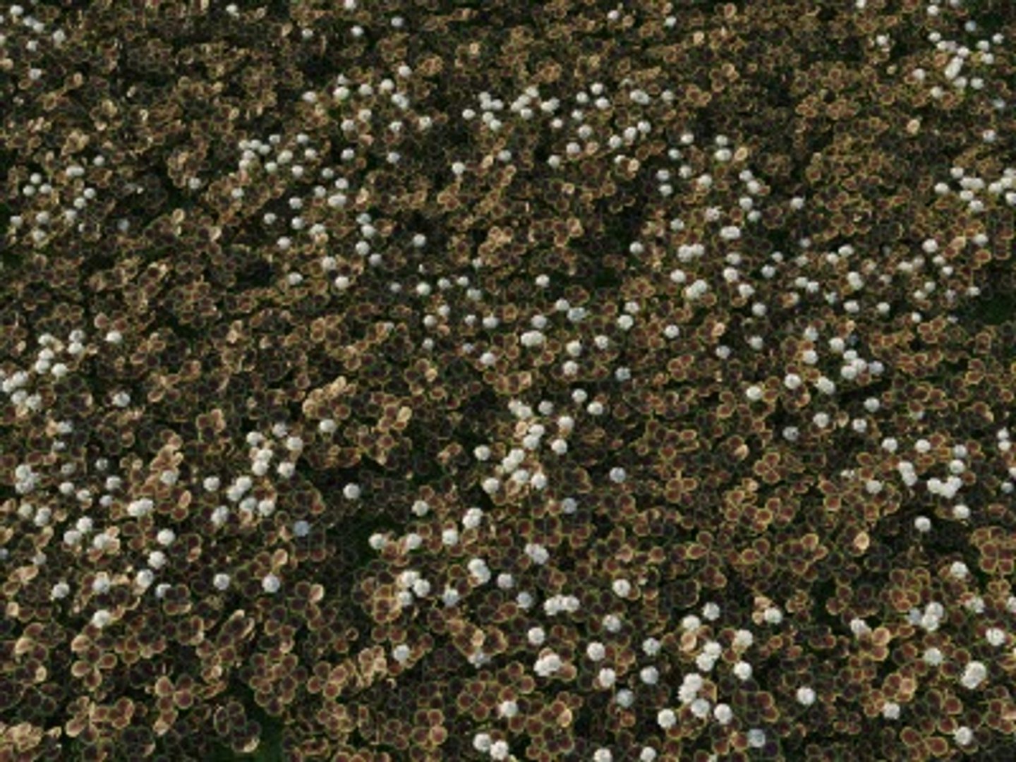 grass scattering 3d max