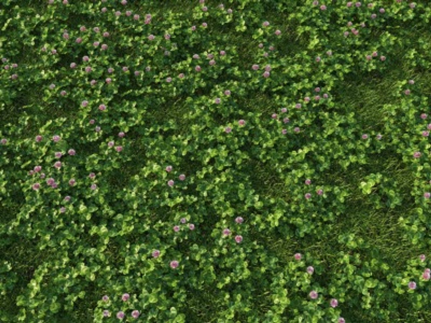 grass scattering 3d max