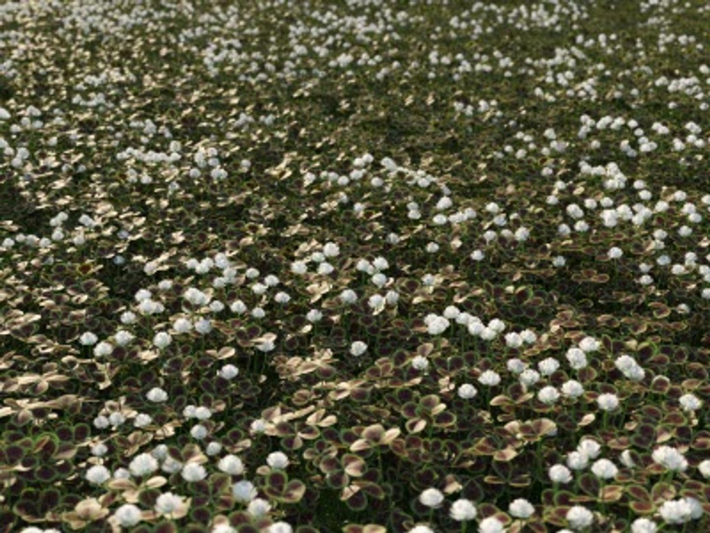 grass scattering 3d max
