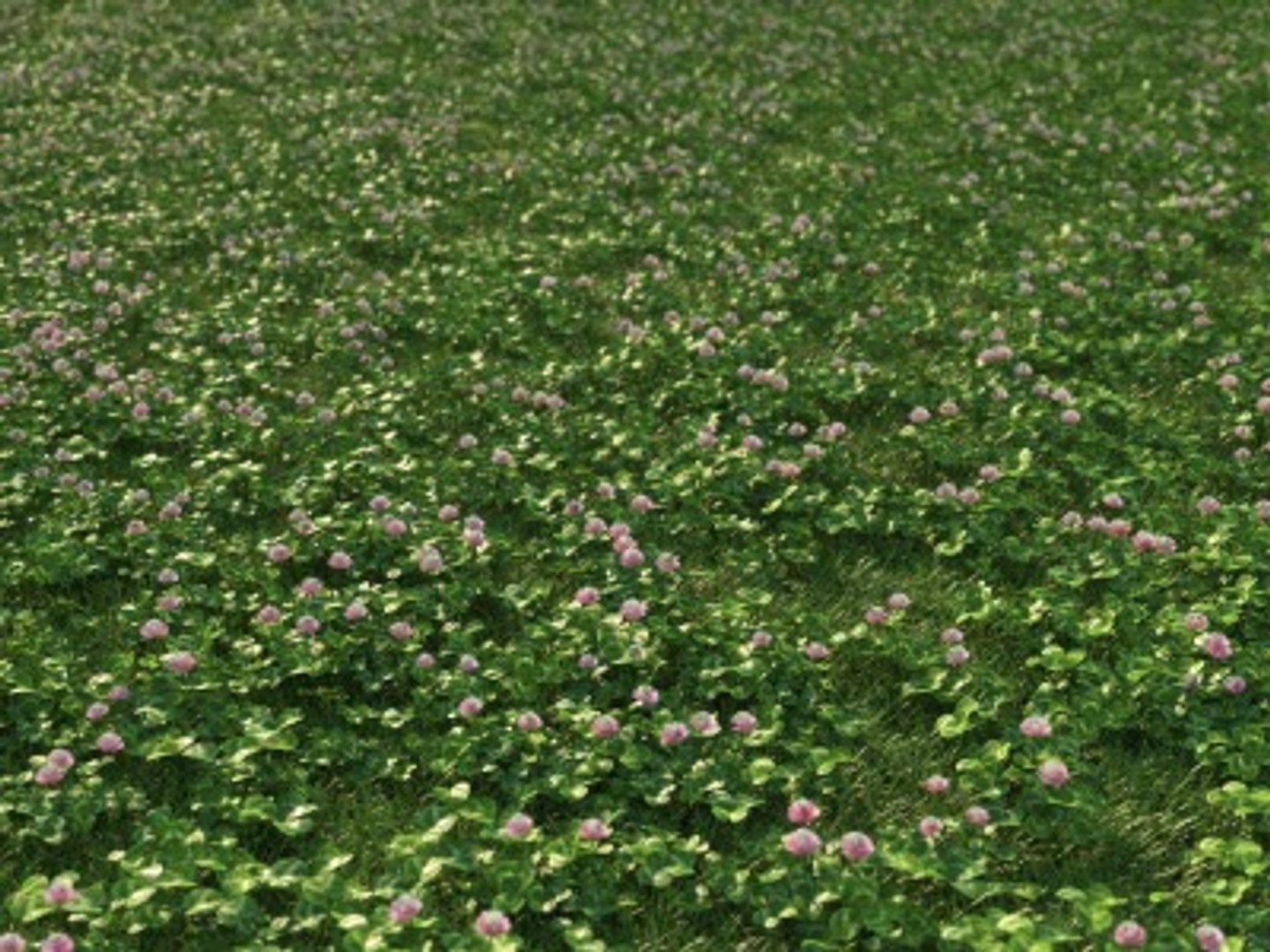 grass scattering 3d max