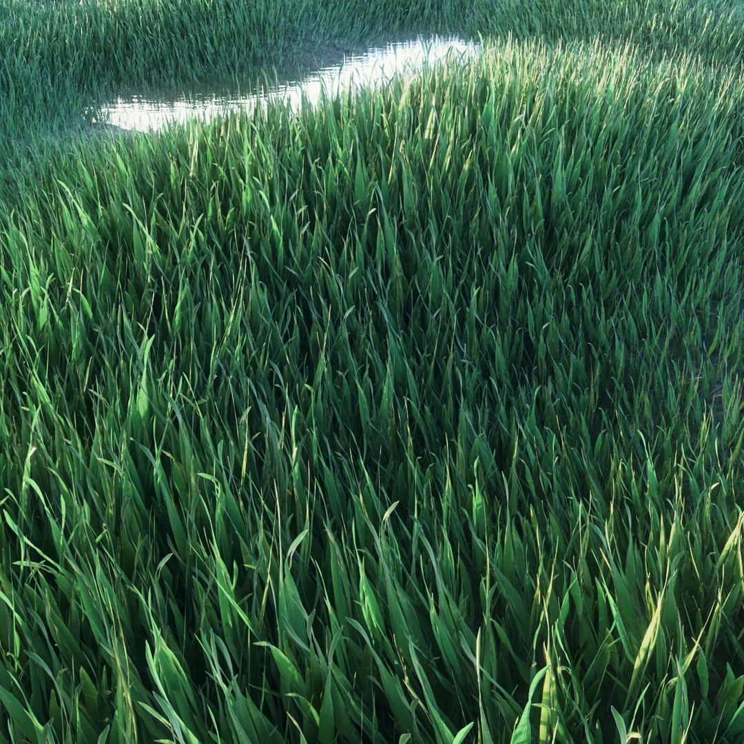 3D grass 1 - TurboSquid 1512145