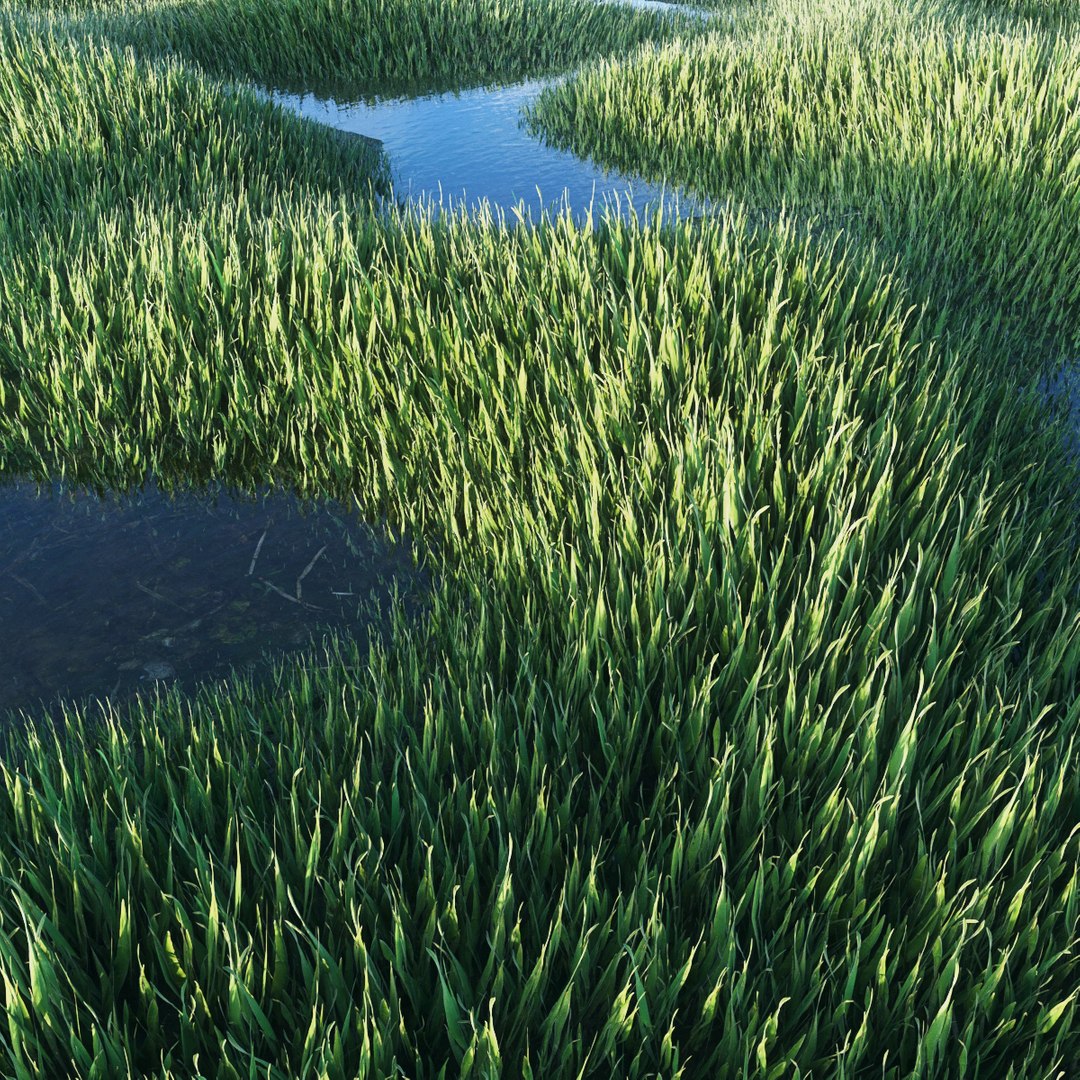 3D grass 1 - TurboSquid 1512145