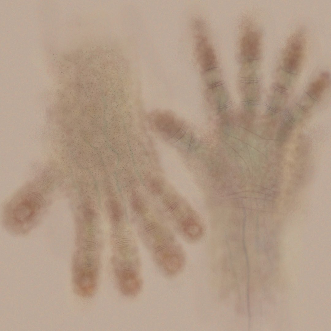 Realistic Female Hand 3d Max