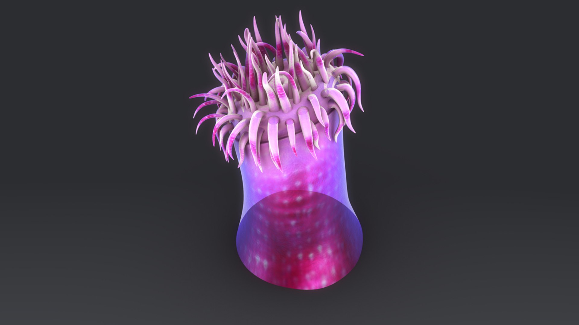 3d Sea Anemone