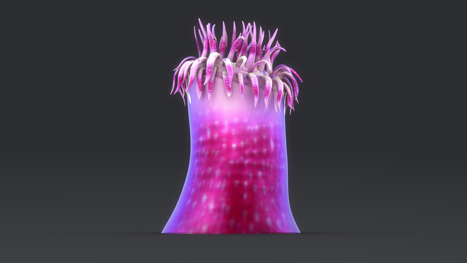 3d Sea Anemone