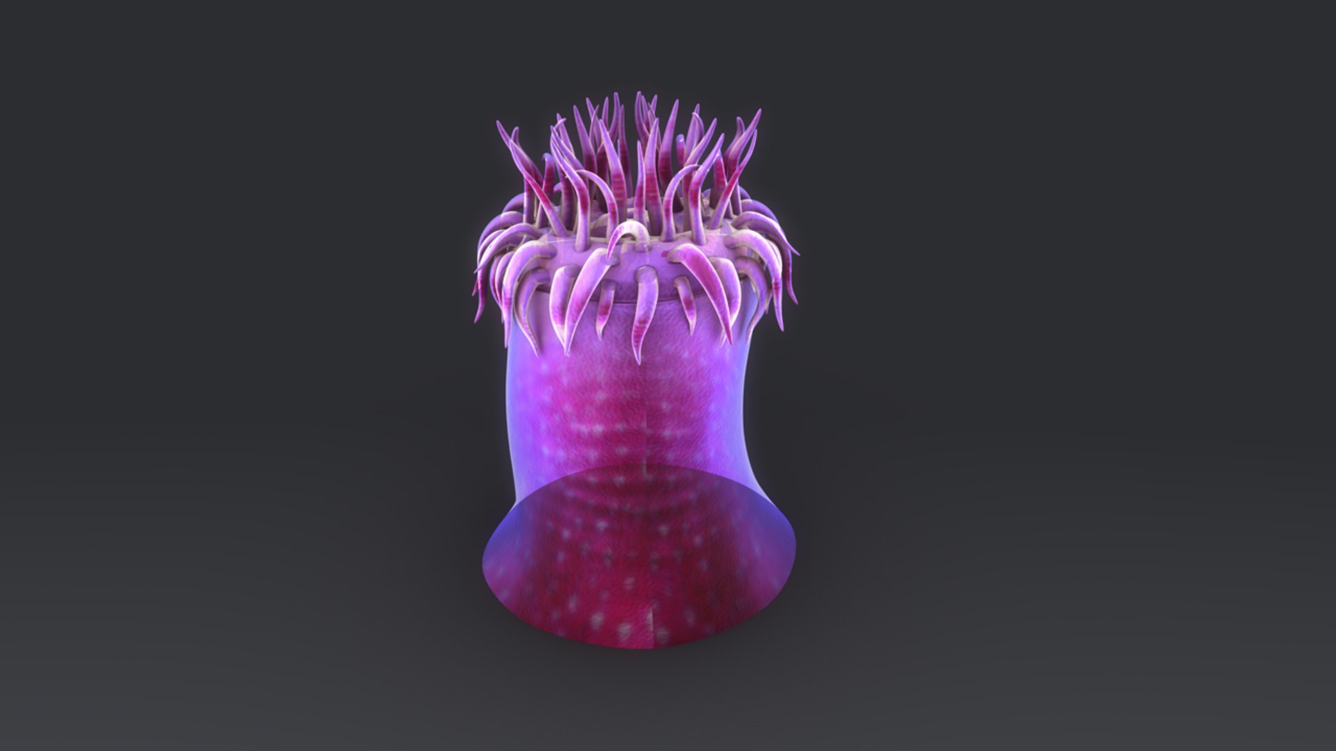 3d Sea Anemone