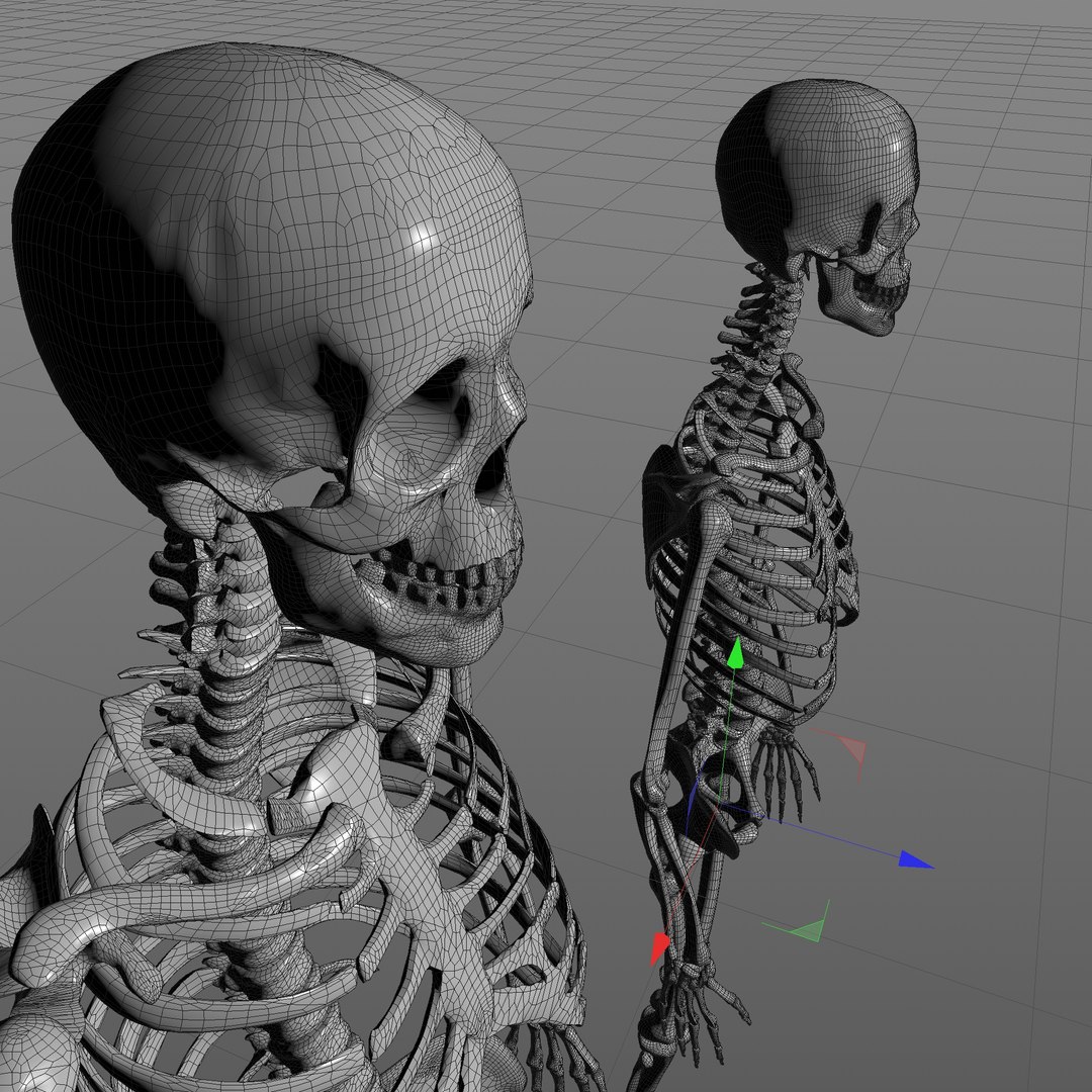 Bones Men Model - TurboSquid 1417201