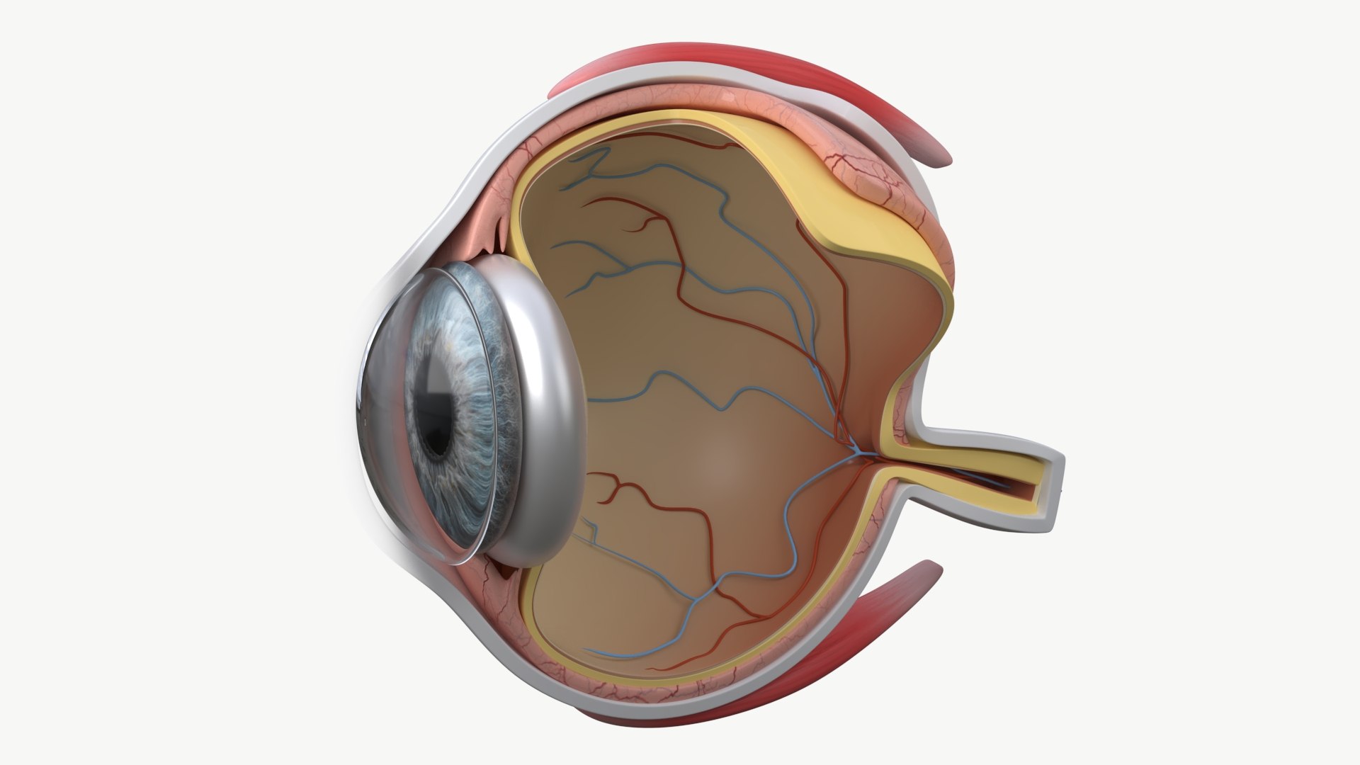Eye Anatomy 3D Model - TurboSquid 1973693