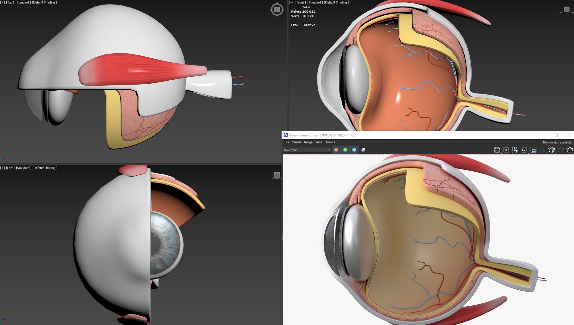 Eye Anatomy 3D Model - TurboSquid 1973693