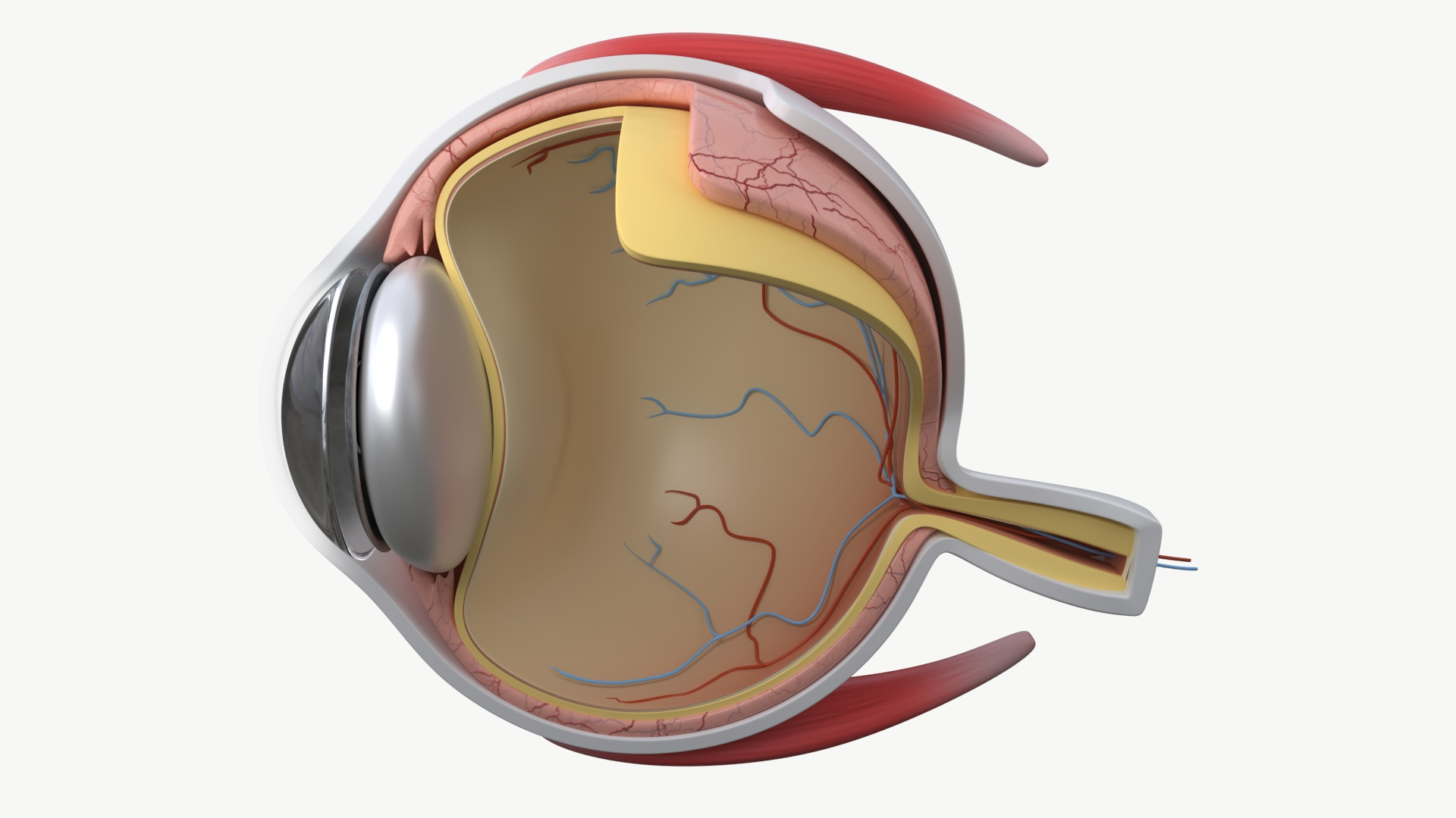 Eye Anatomy 3D Model - TurboSquid 1973693