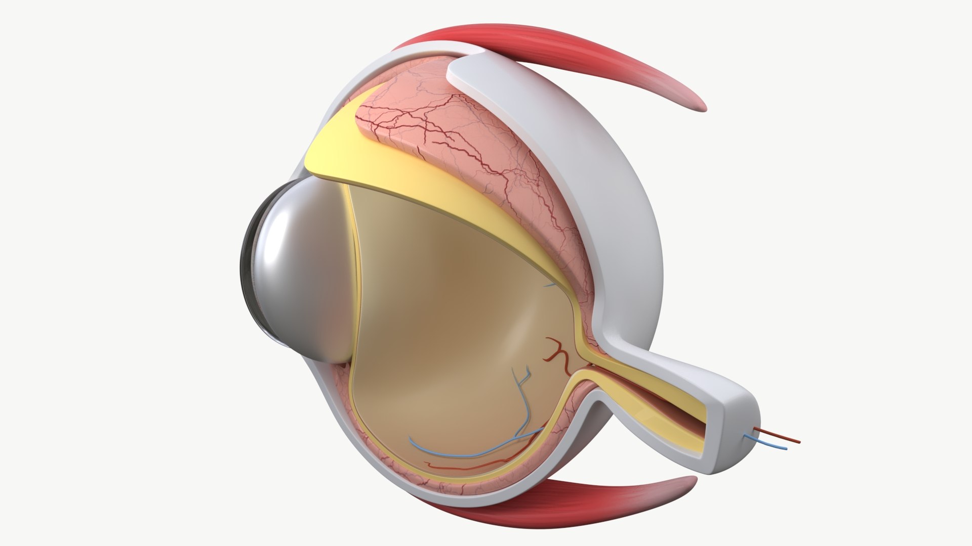 Eye Anatomy 3D Model - TurboSquid 1973693