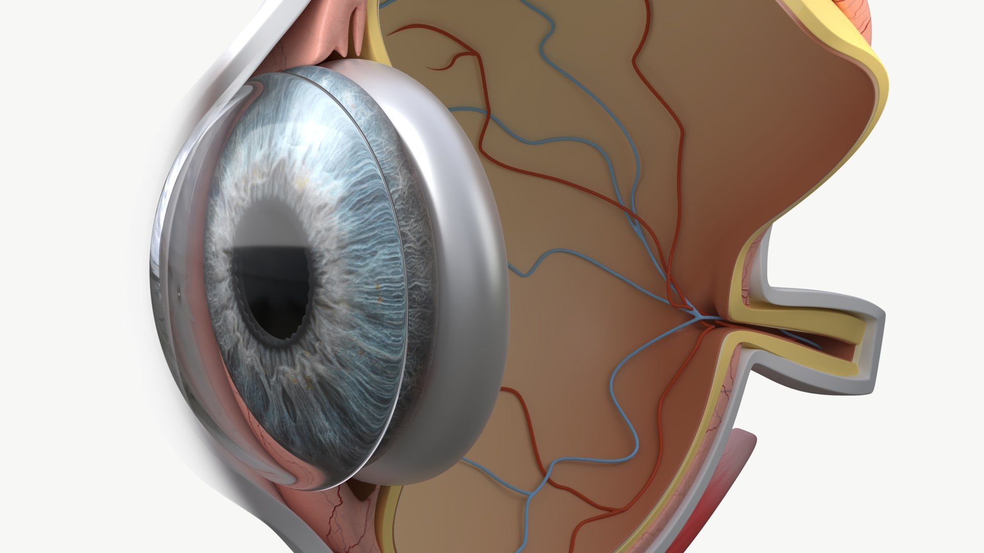 Eye Anatomy 3D Model - TurboSquid 1973693